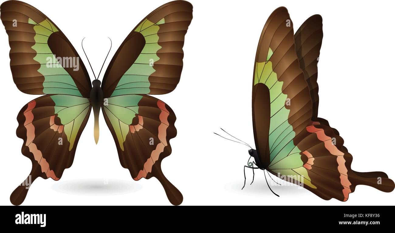 Set of colorful butterflies. Front and side view Stock Vector Image ...