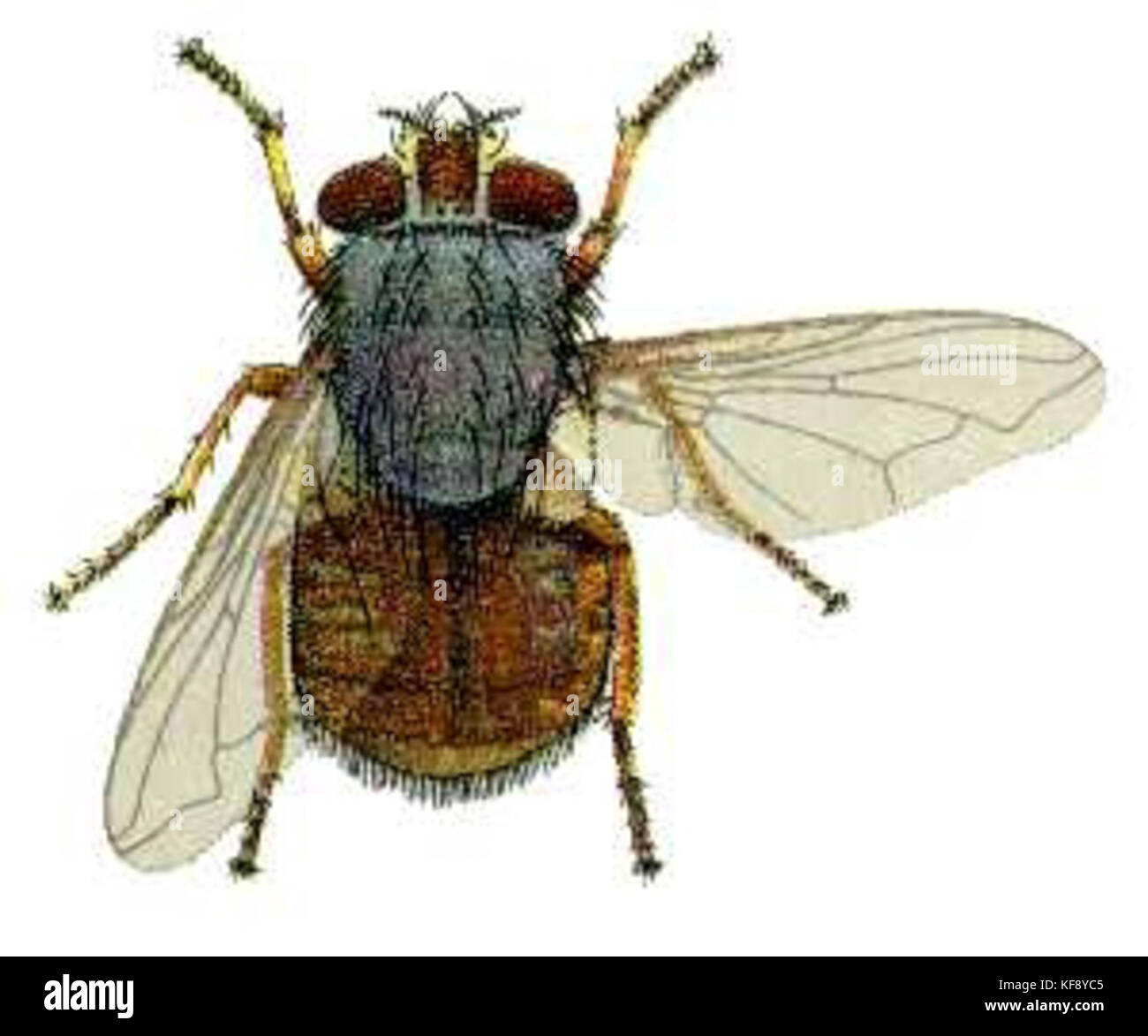 An illustration of Calliphora stygia, a species of blowfly, showcasing ...