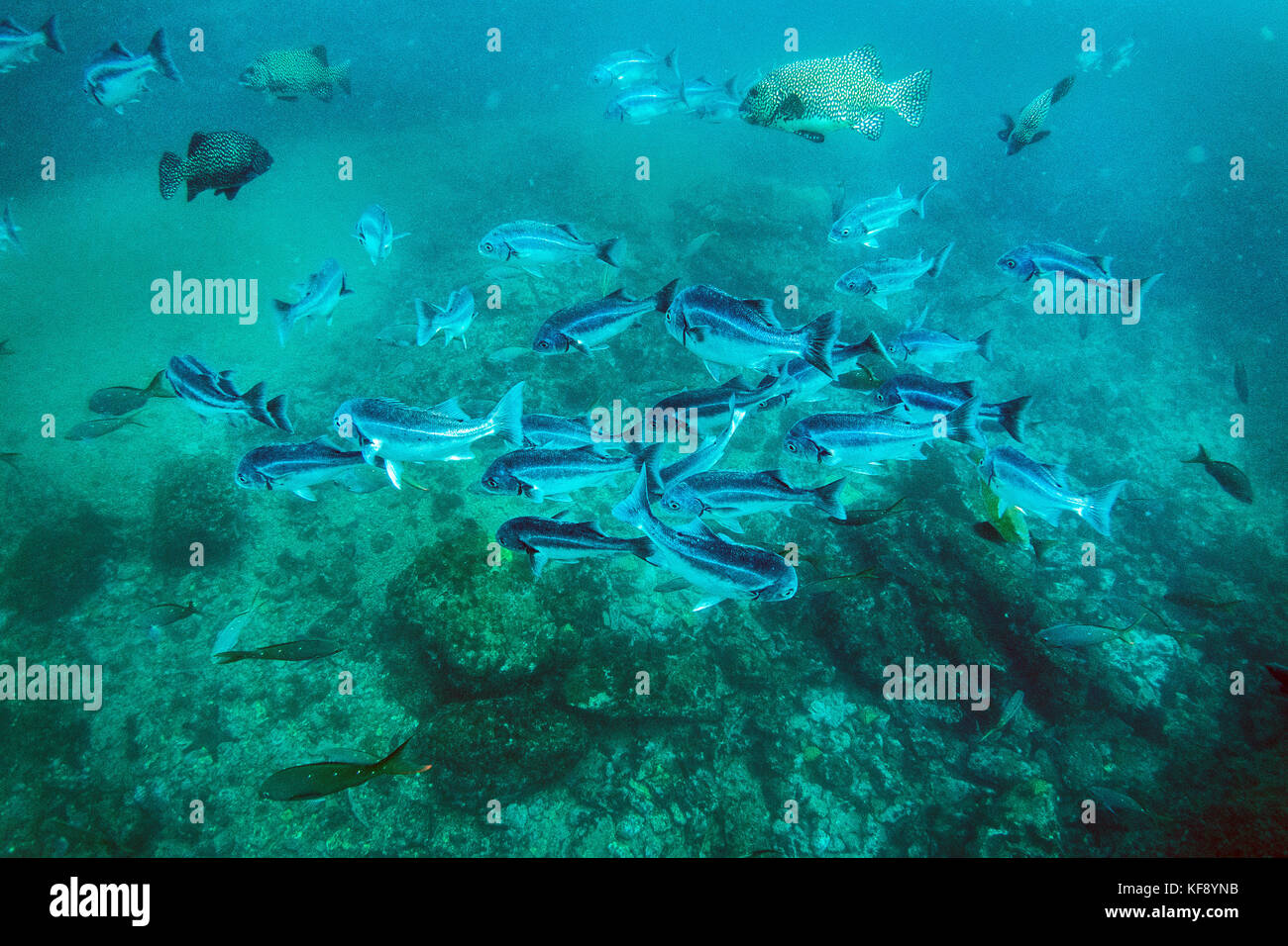 GALAPAGOS ISLANDS, ECUADOR, Tagus Cove, Tropical Fish seen in the ...