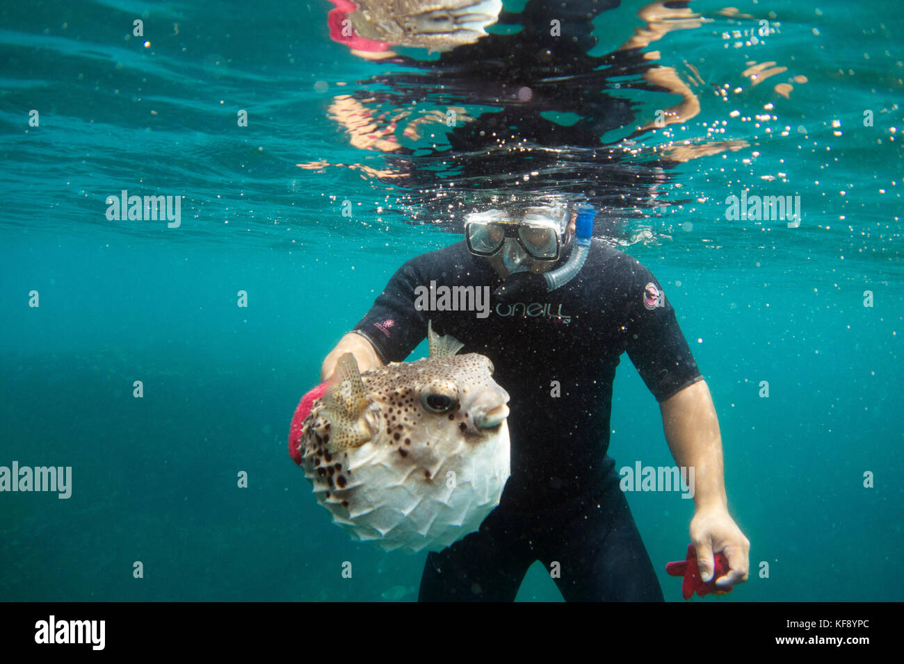 GALAPAGOS ISLANDS, ECUADOR, Tagus Cove, a puffer fish spotted while ...
