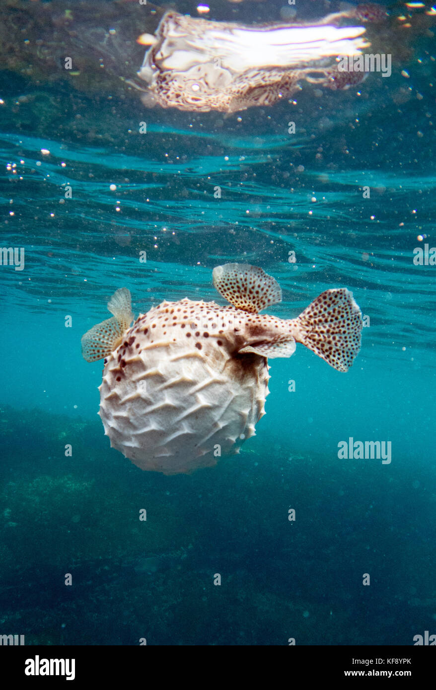 GALAPAGOS ISLANDS, ECUADOR, Tagus Cove, a puffer fish spotted while ...