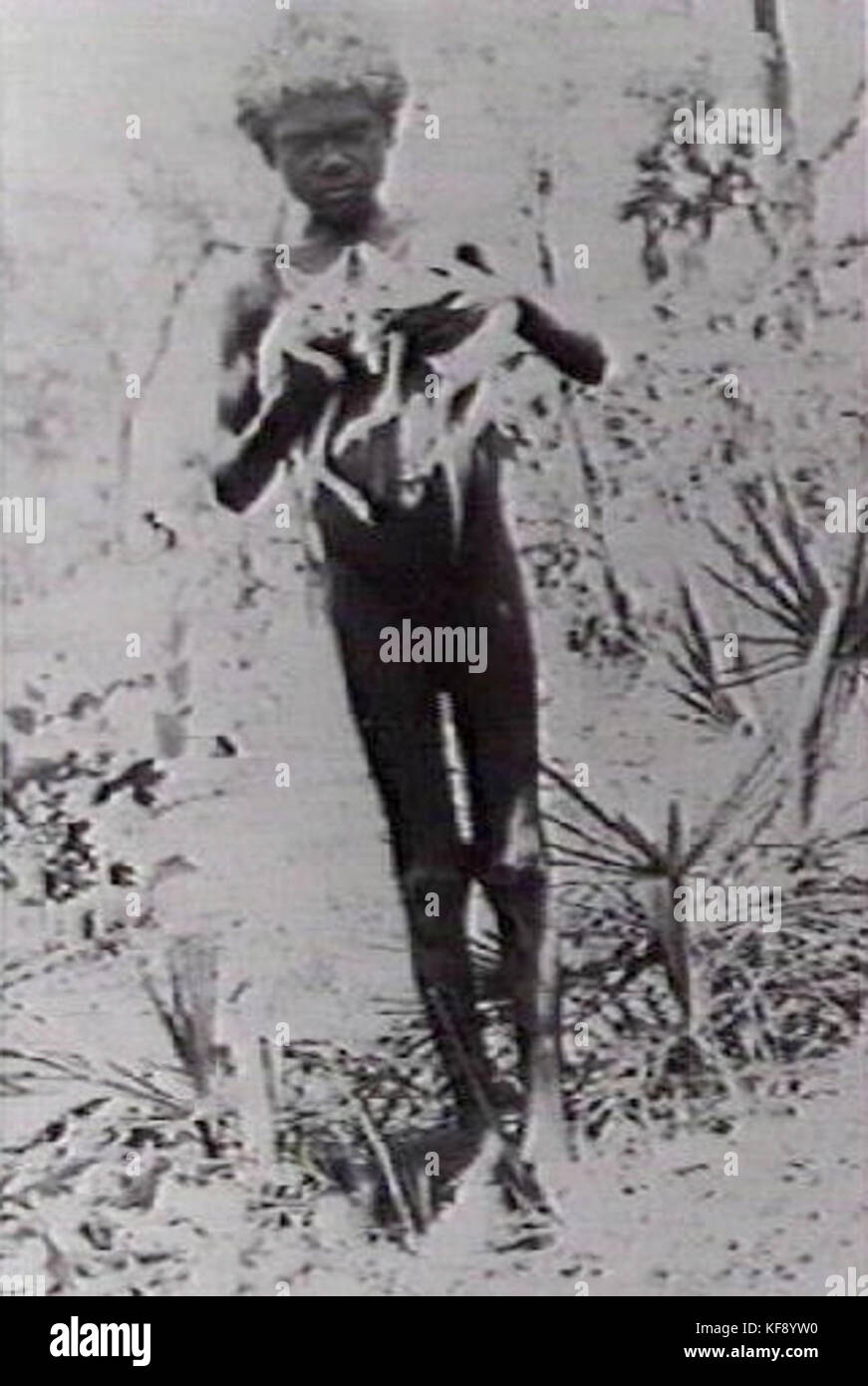 Natural history of wallabies hi-res stock photography and images - Alamy