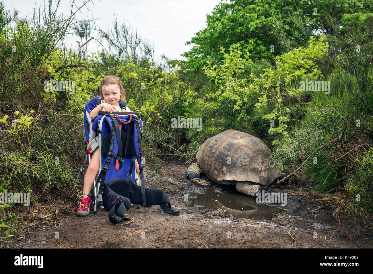 GALAPAGOS ISLANDS, ECUADOR, giant land tortoise spotted while exploring ... GALAPAGOS ISLANDS, ECUADOR, giant land tortoise spotted while exploring ...