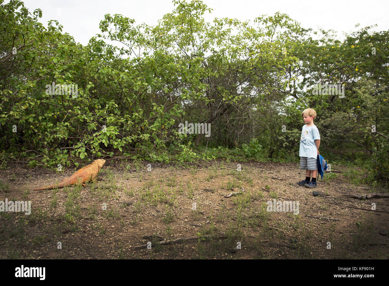 Green lizard in child hi-res stock photography and images - Alamy