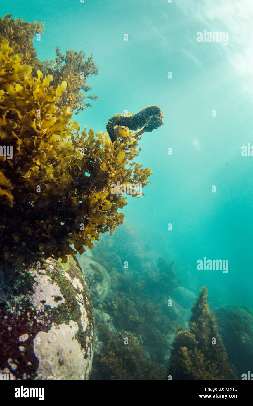 GALAPAGOS ISLANDS, ECUADOR, sea horse clings to the sea kelp Stock ...