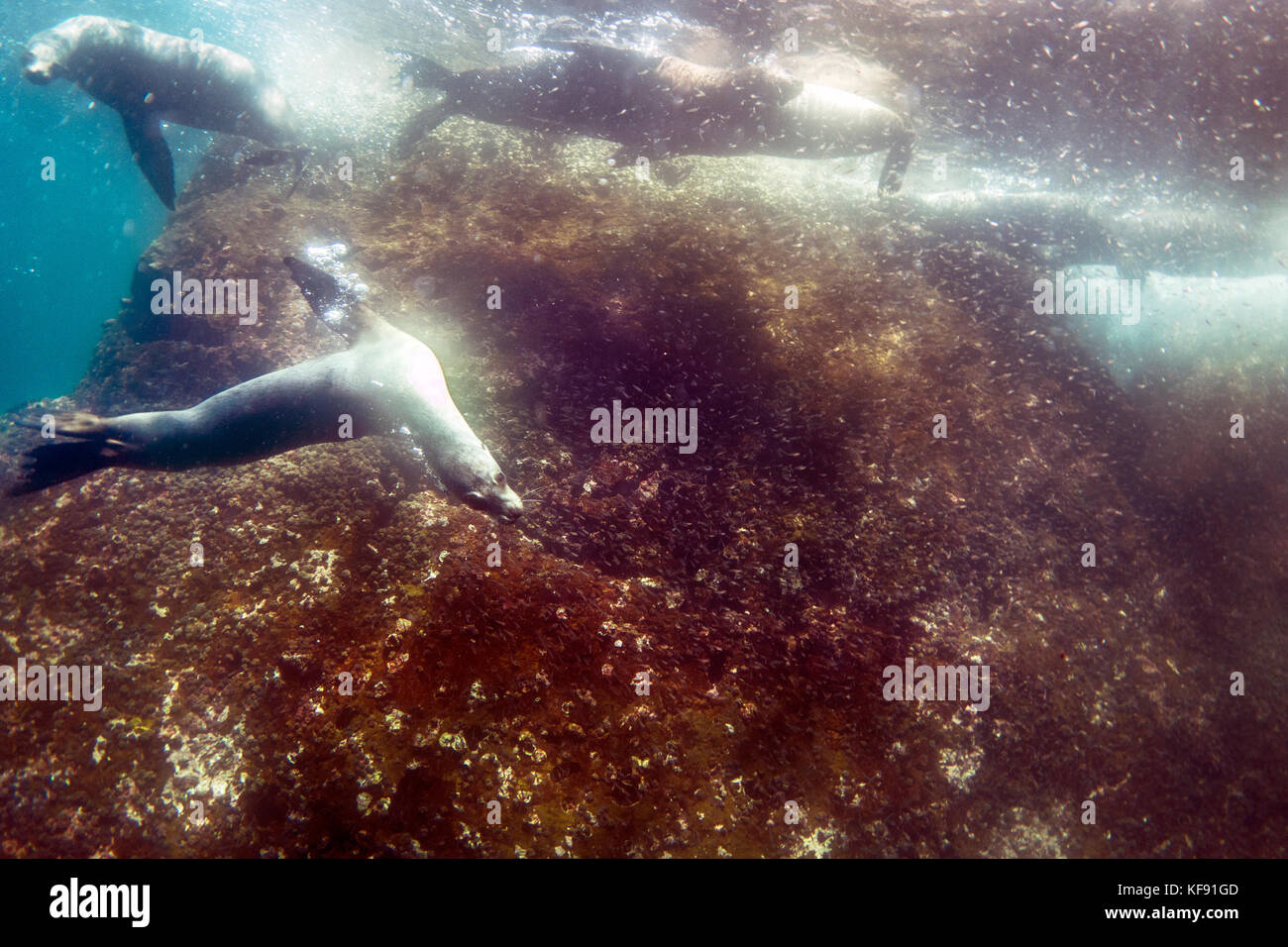 GALAPAGOS ISLANDS, ECUADOR, galapagos sealions seen while diving in the ...