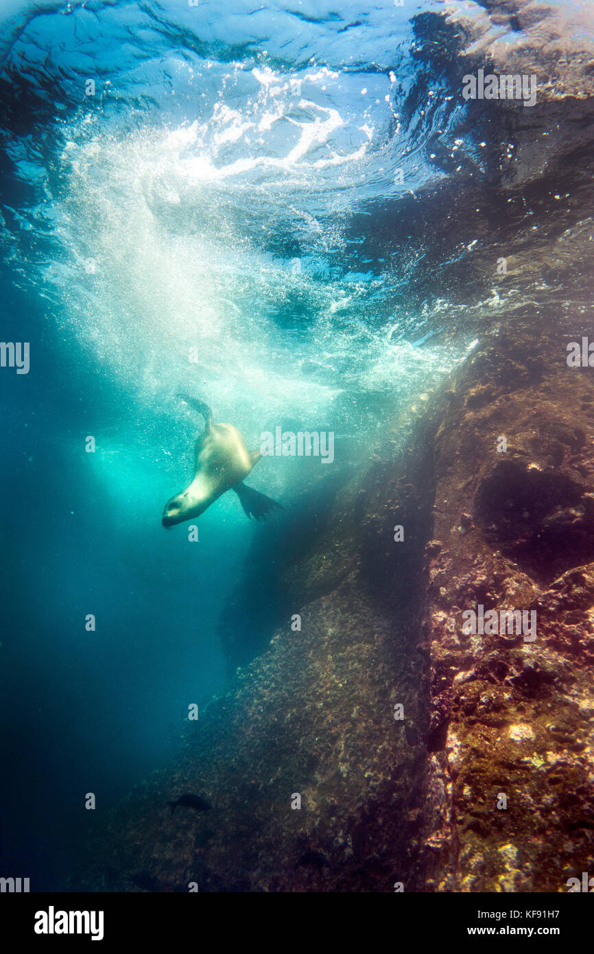 GALAPAGOS ISLANDS, ECUADOR, galapagos sealions seen while diving in the ...