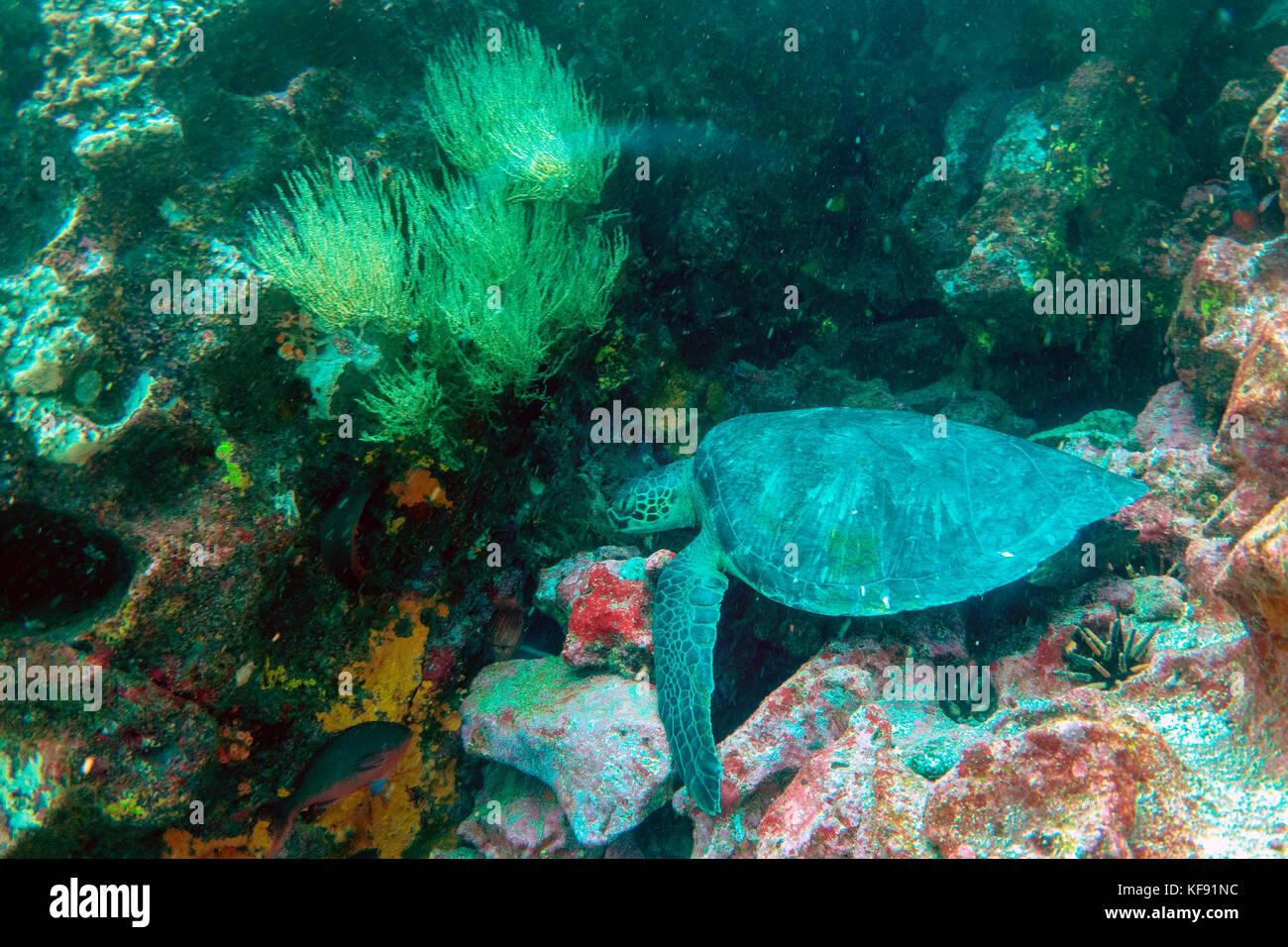 GALAPAGOS ISLANDS, ECUADOR, a sea turtle seen while diving in the ...
