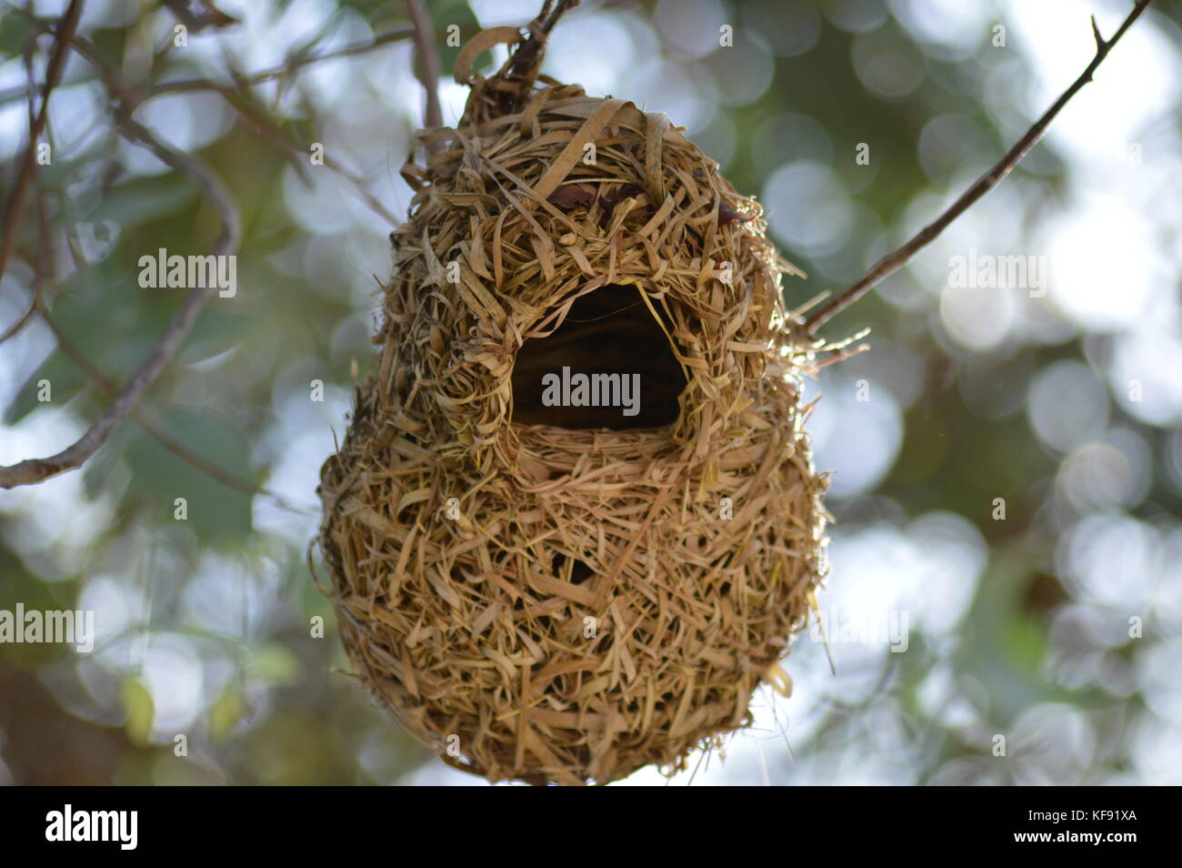 Grass nesting hi-res stock photography and images - Alamy
