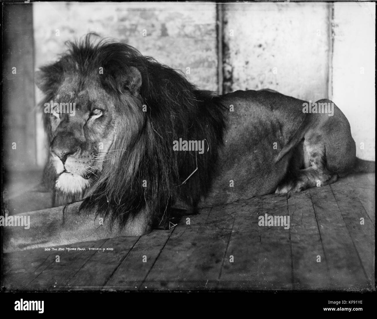 Powerhouse Museum Collection The Zoo, Moore Park, Sydney (pd Stock ...