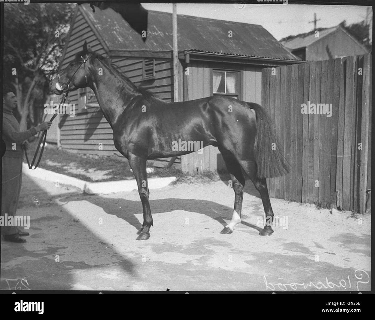 The image features two racehorses, Gladswood and Sir John, both notable ...
