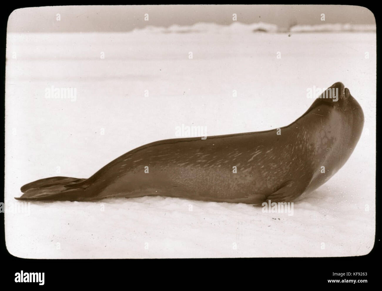 Rare Ross seal Stock Photo - Alamy