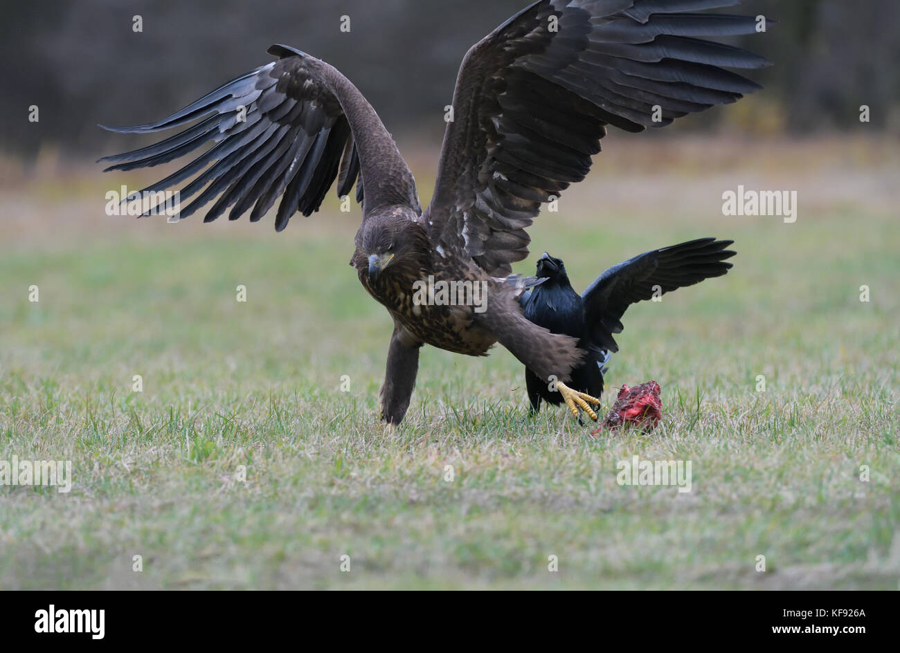 Sea Eagle and Raven with prey standing in the high grasses of an open ...