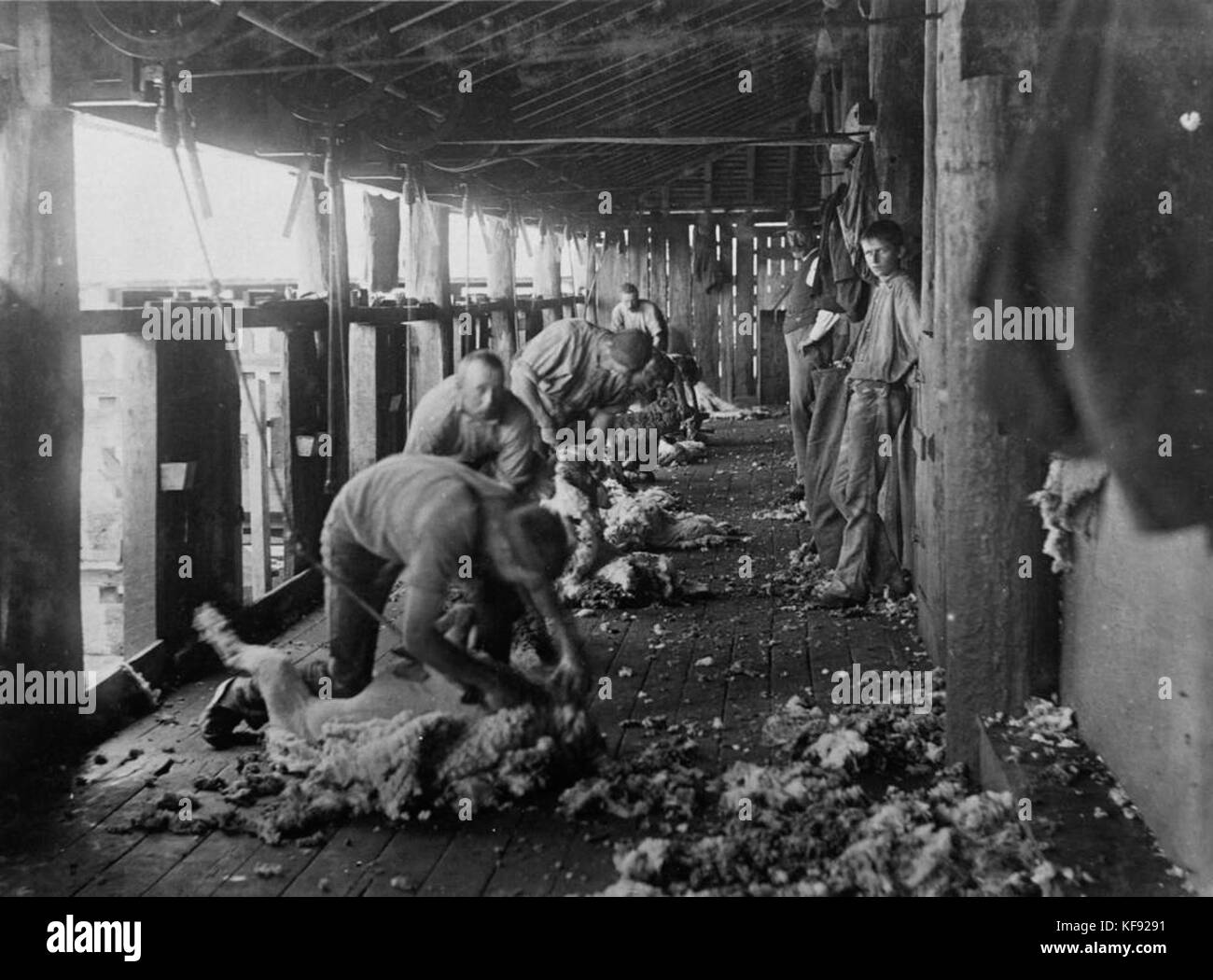 Sheep shearing historical hi-res stock photography and images - Alamy