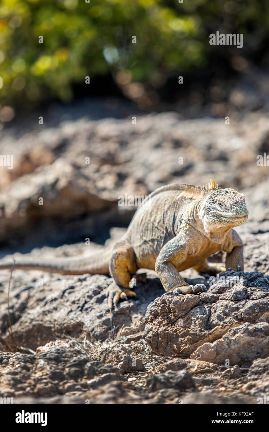 Grey lizards hi-res stock photography and images - Alamy