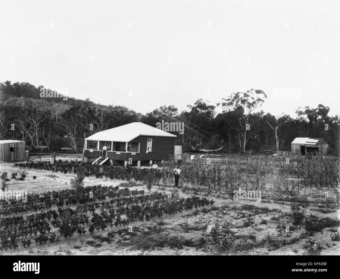 Swamp farm Black and White Stock Photos & Images - Alamy