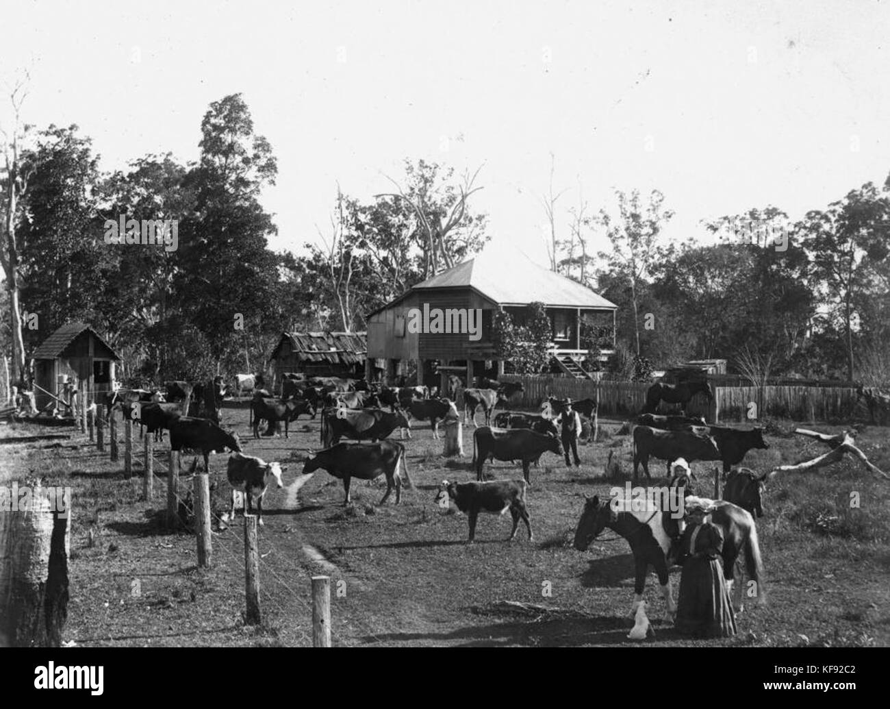 1 138959 Cattle roaming on an unidentified farm, 1900 1910 Stock Photo ...