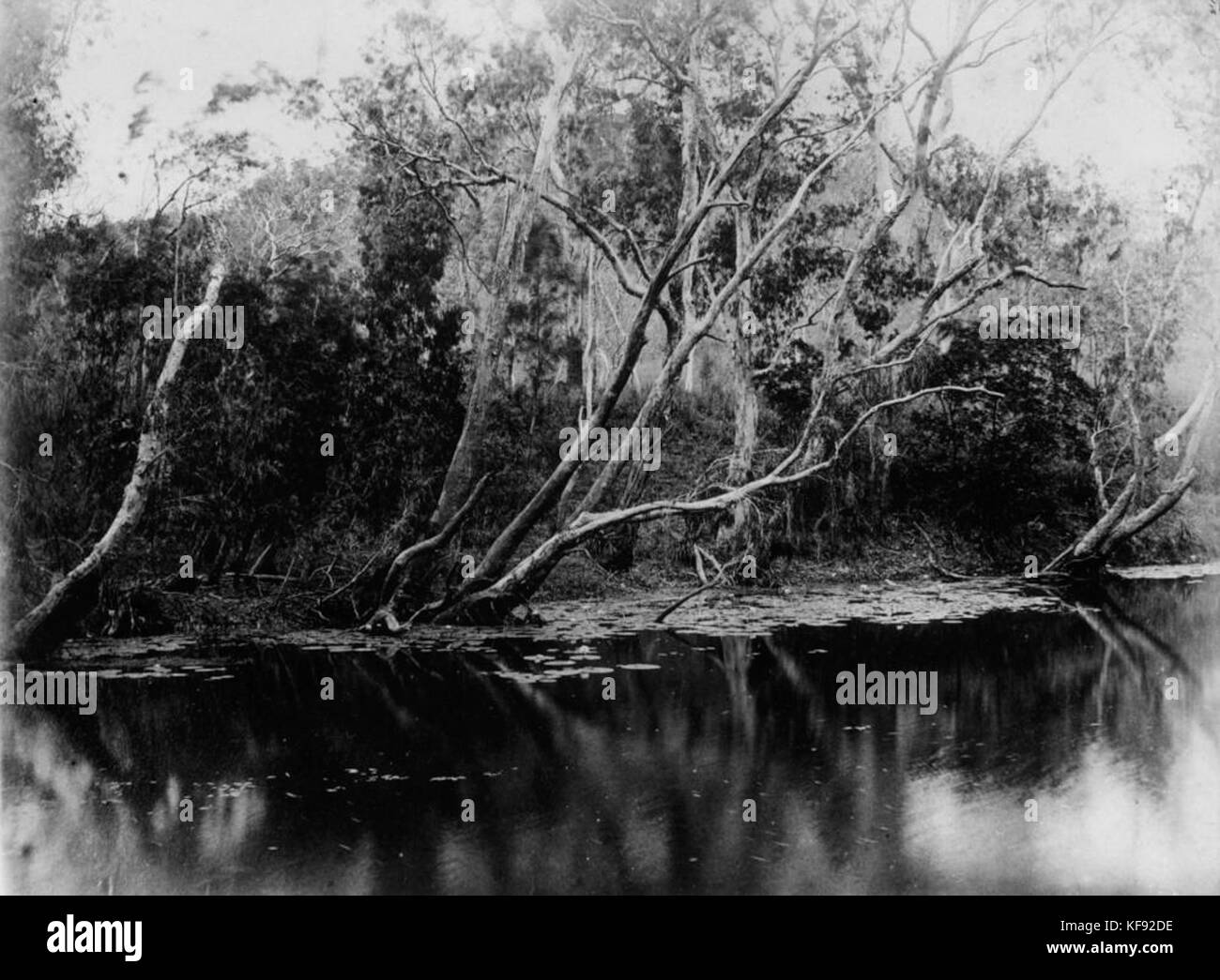 1 104896 Water lilies on the lagoon at Inkerman Station, ca. 1885 Stock ...