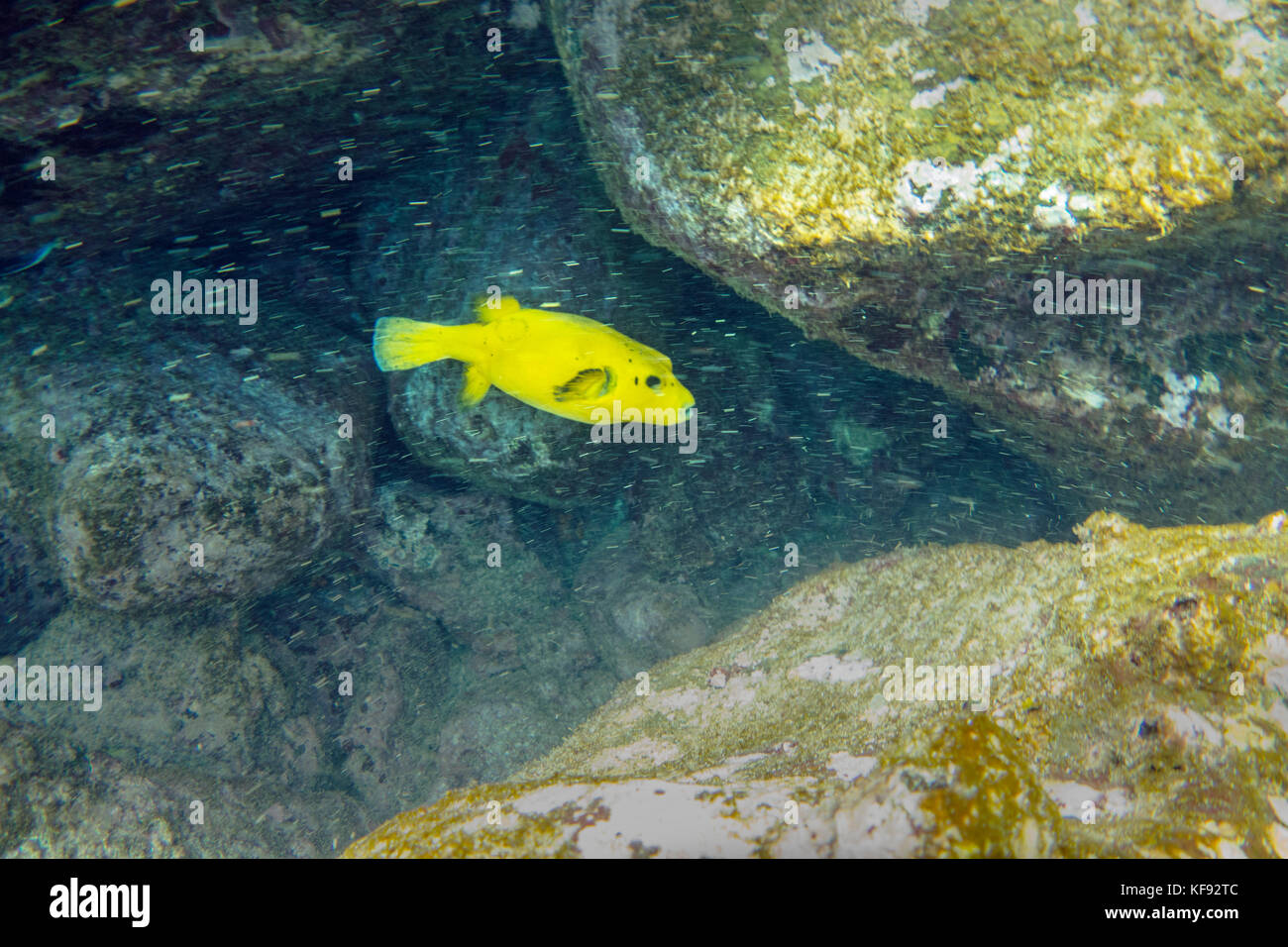 GALAPAGOS ISLANDS, ECUADOR, yellow puffer fish seen while snorkeling in ...