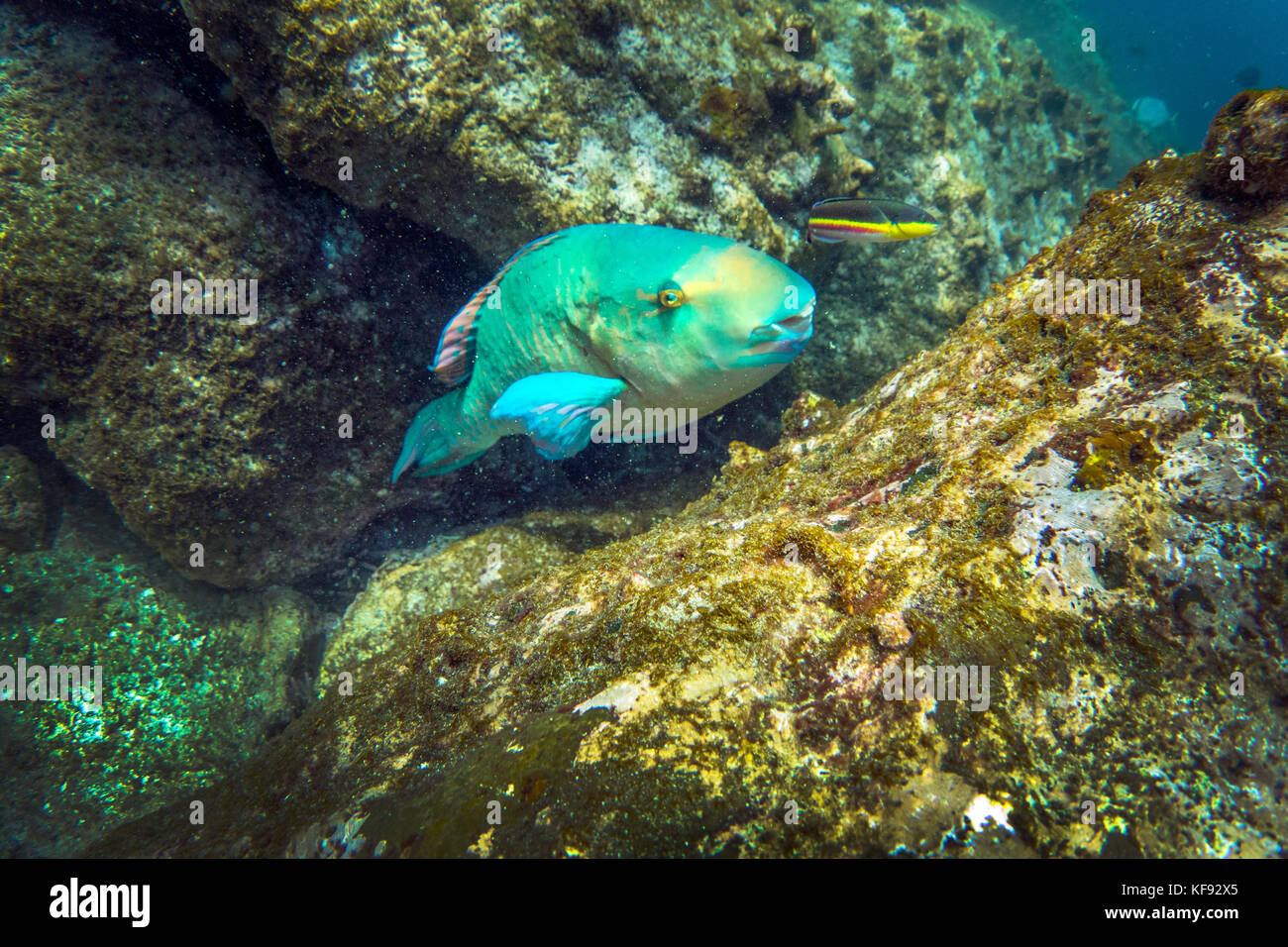 GALAPAGOS ISLANDS, ECUADOR, parrot fish seen while snorkeling in the ...