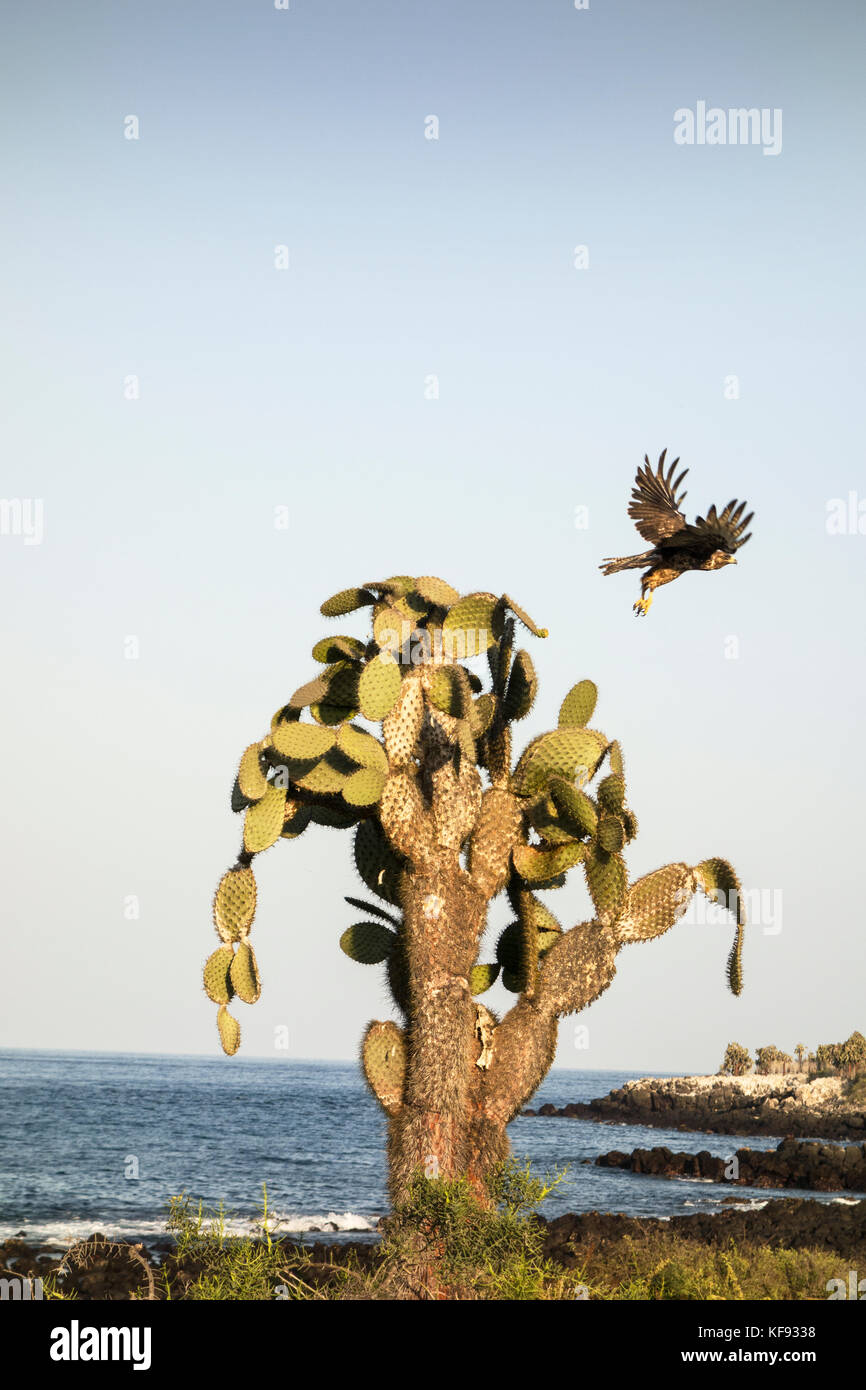 GALAPAGOS ISLANDS, ECUADOR, galapagos hawk seen flying off from atop a ...