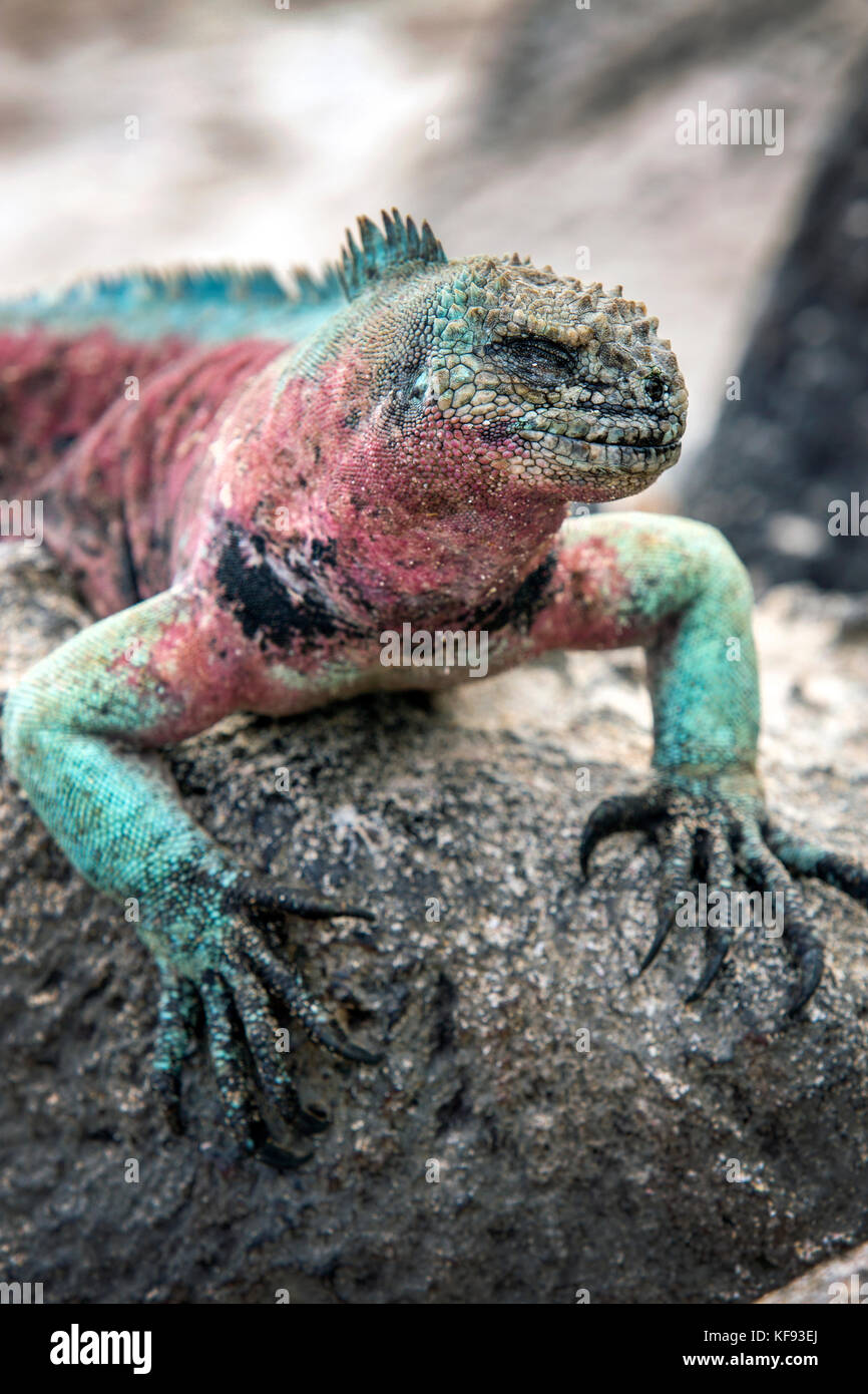 GALAPAGOS ISLANDS, ECUADOR, Espanola Marine Iguanas seen while ...