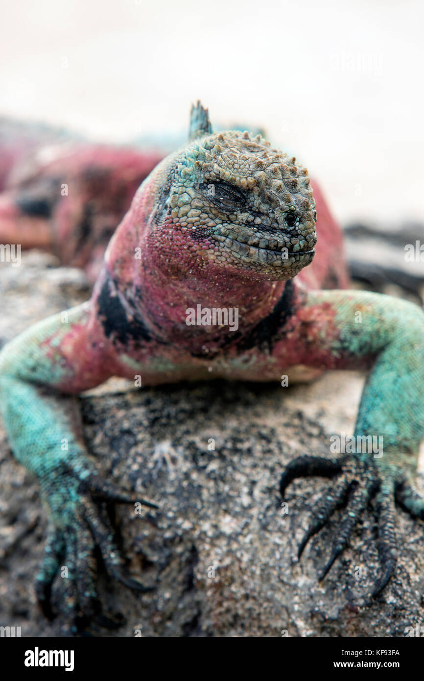 GALAPAGOS ISLANDS, ECUADOR, Espanola Marine Iguanas seen while ...