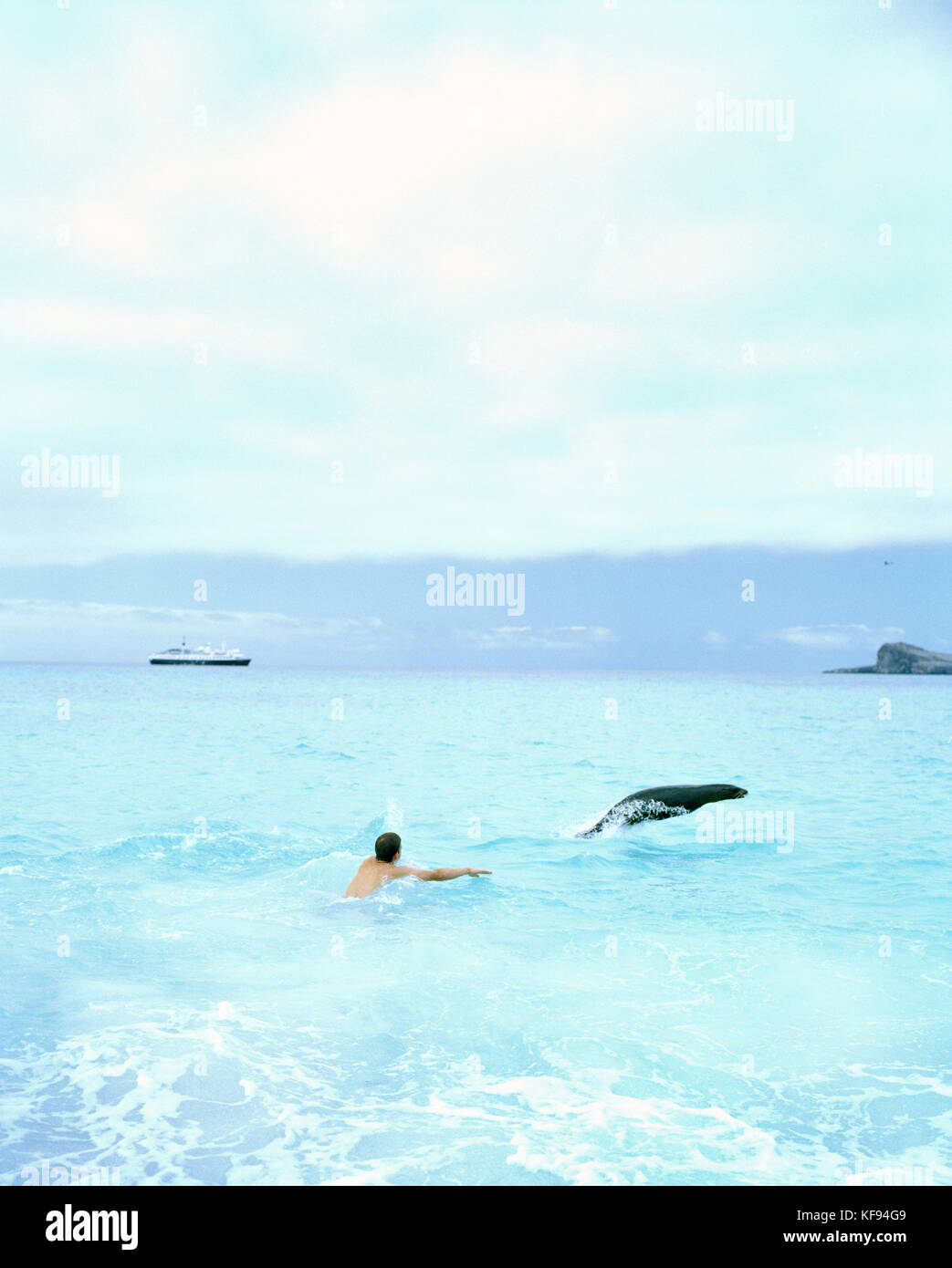 ECUADOR, Galapagos Islands, Gardner Bay, Espanola Island, swimming with ...