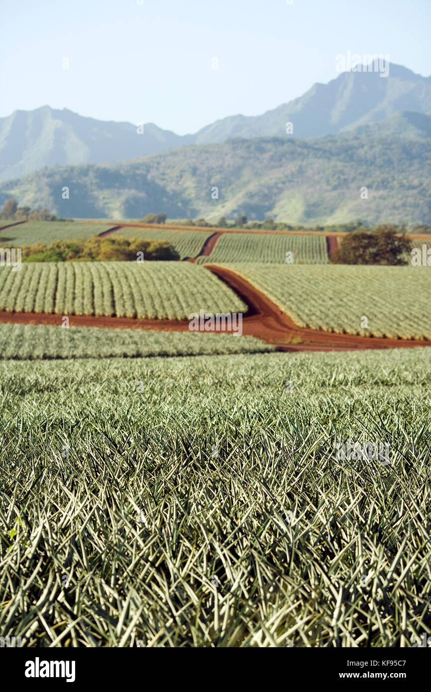 USA, Hawaii, Oahu, pineapple plantation on the North Shore Stock Photo - Alamy