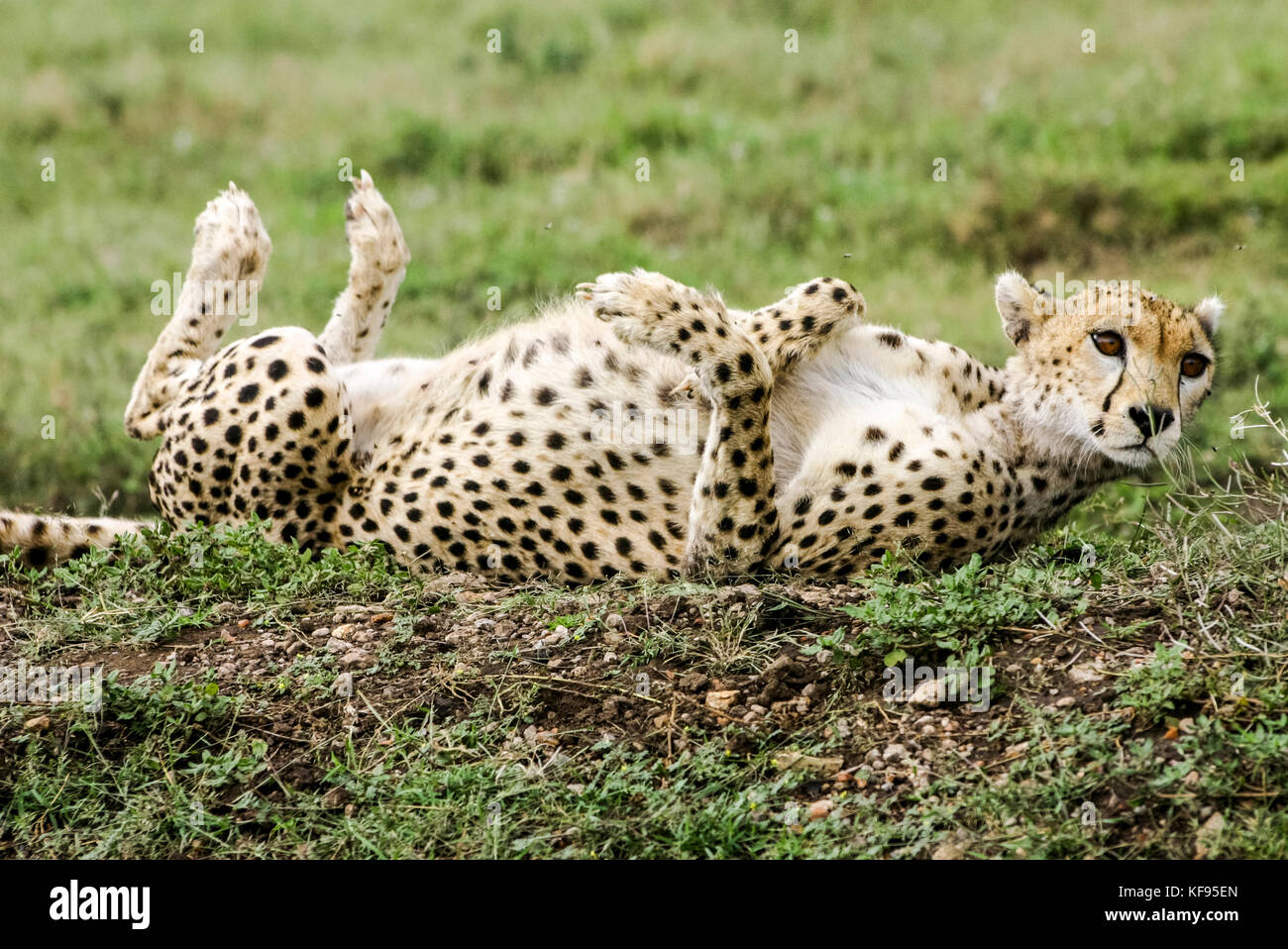 Playful Cheetah rolling in the grass, the Ngorongoro Conservation Area ...