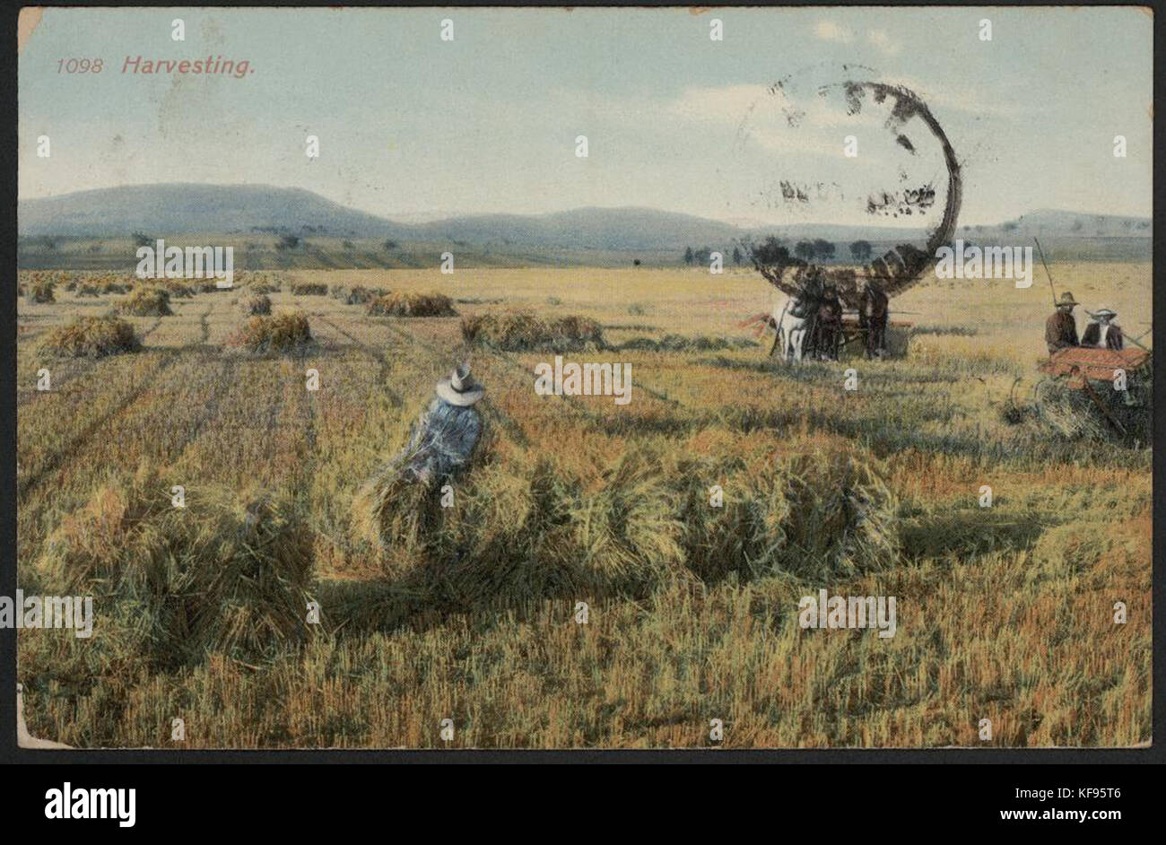 This image from 1908 depicts a scene of harvesting, showcasing early ...