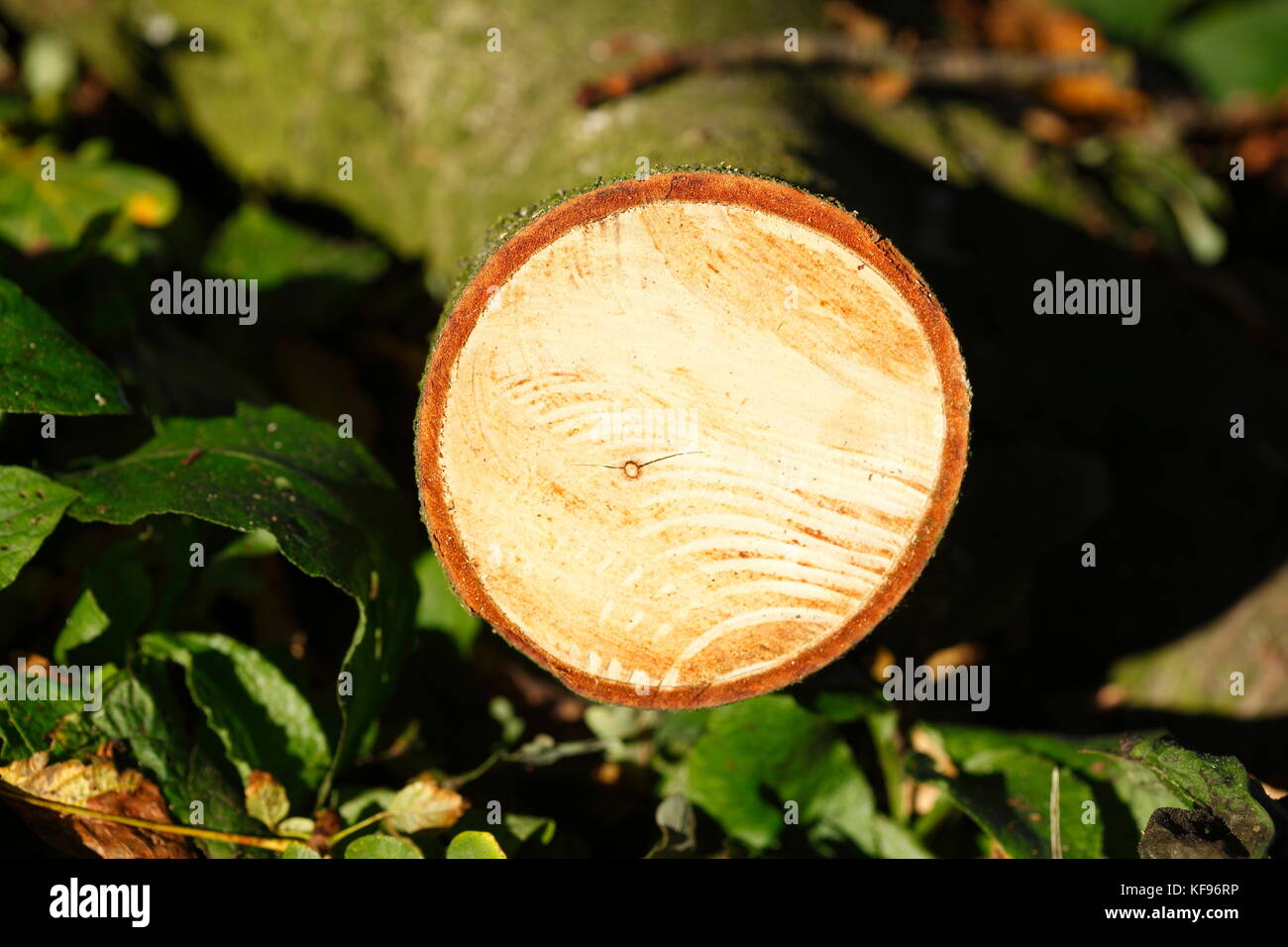 sawed off tree Branch Stock Photo - Alamy