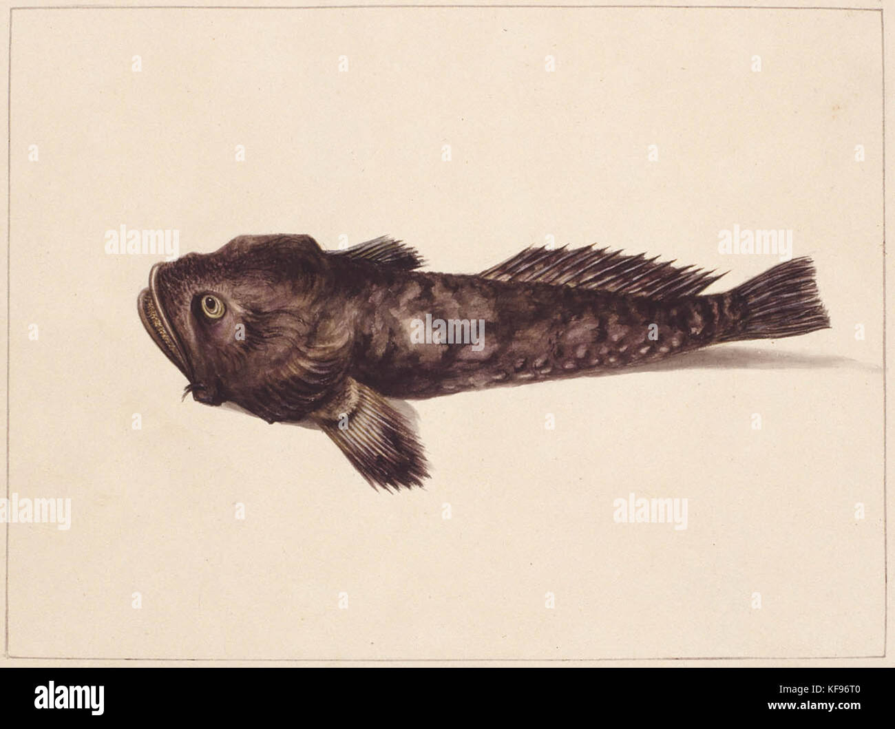 Lophius hi-res stock photography and images - Alamy