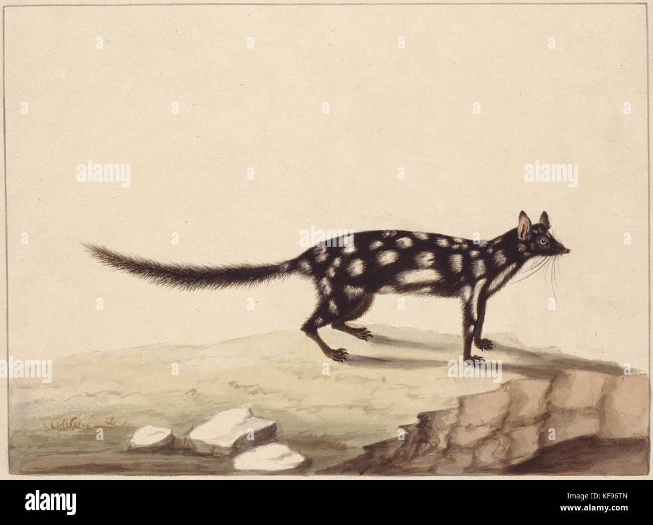 This image shows an artwork titled '797168 f 28 A Tapoa Tafa,' likely a ...