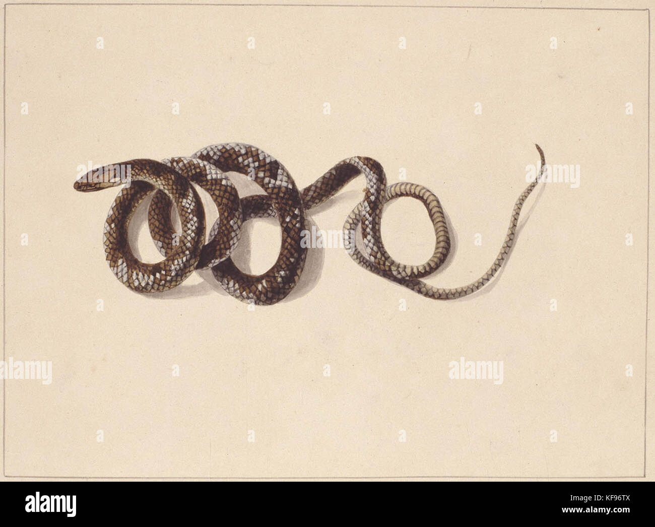 F snake hi-res stock photography and images - Alamy