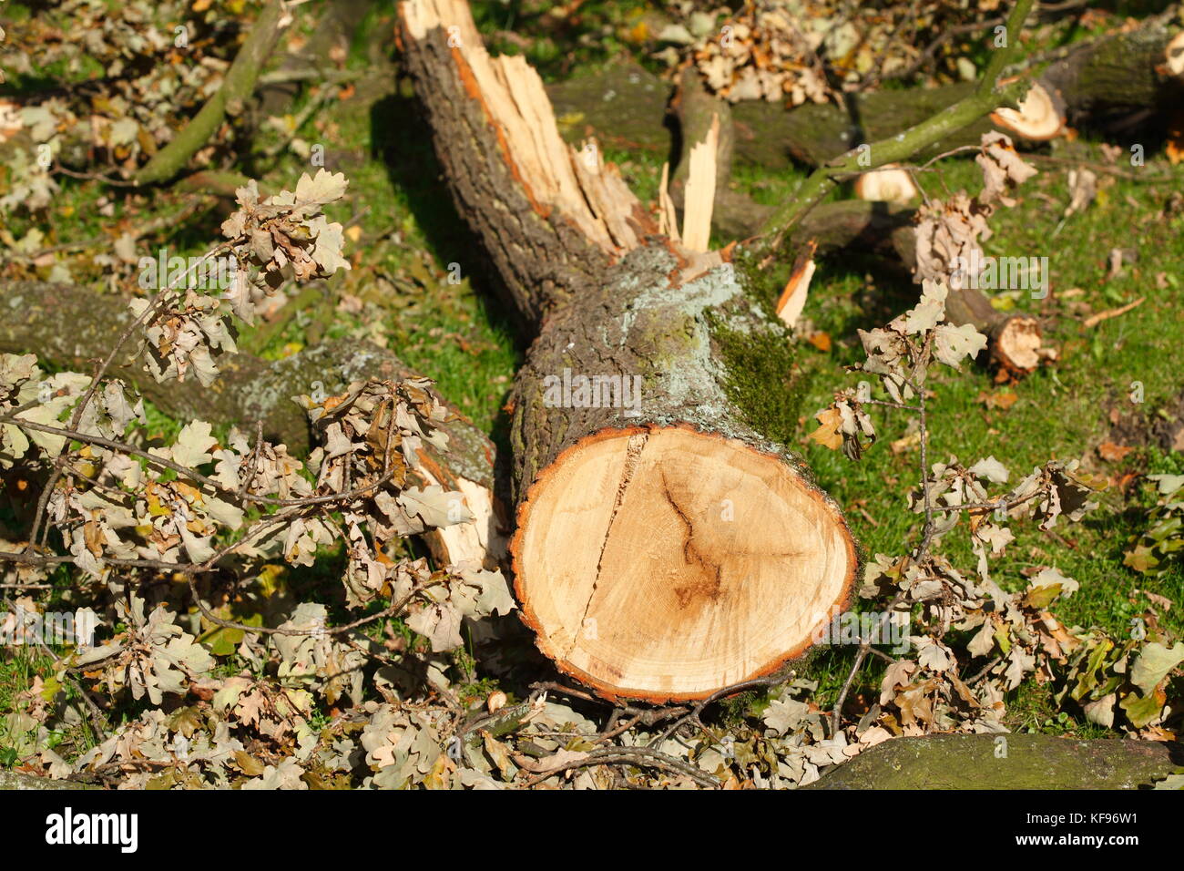 sawed off tree Branch Stock Photo - Alamy