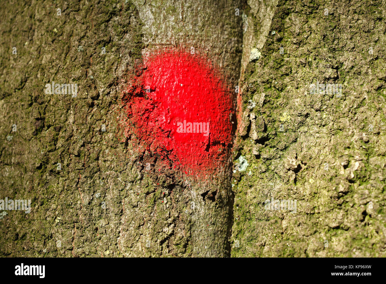 tree bark, red mark on a tree trunk Stock Photo - Alamy
