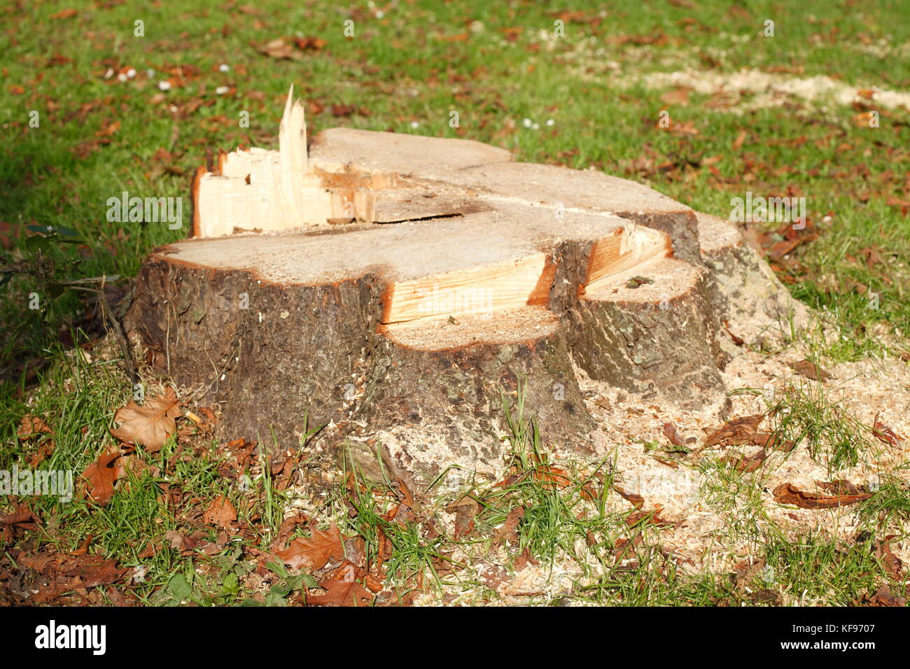 sawed off tree trunk Stock Photo - Alamy