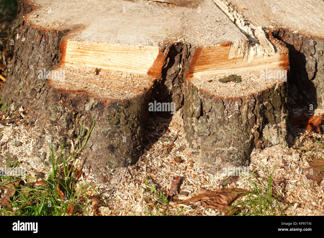 sawed off tree trunk Stock Photo - Alamy