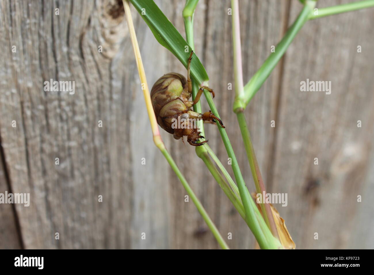 Locust Shell High Resolution Stock Photography and Images - Alamy