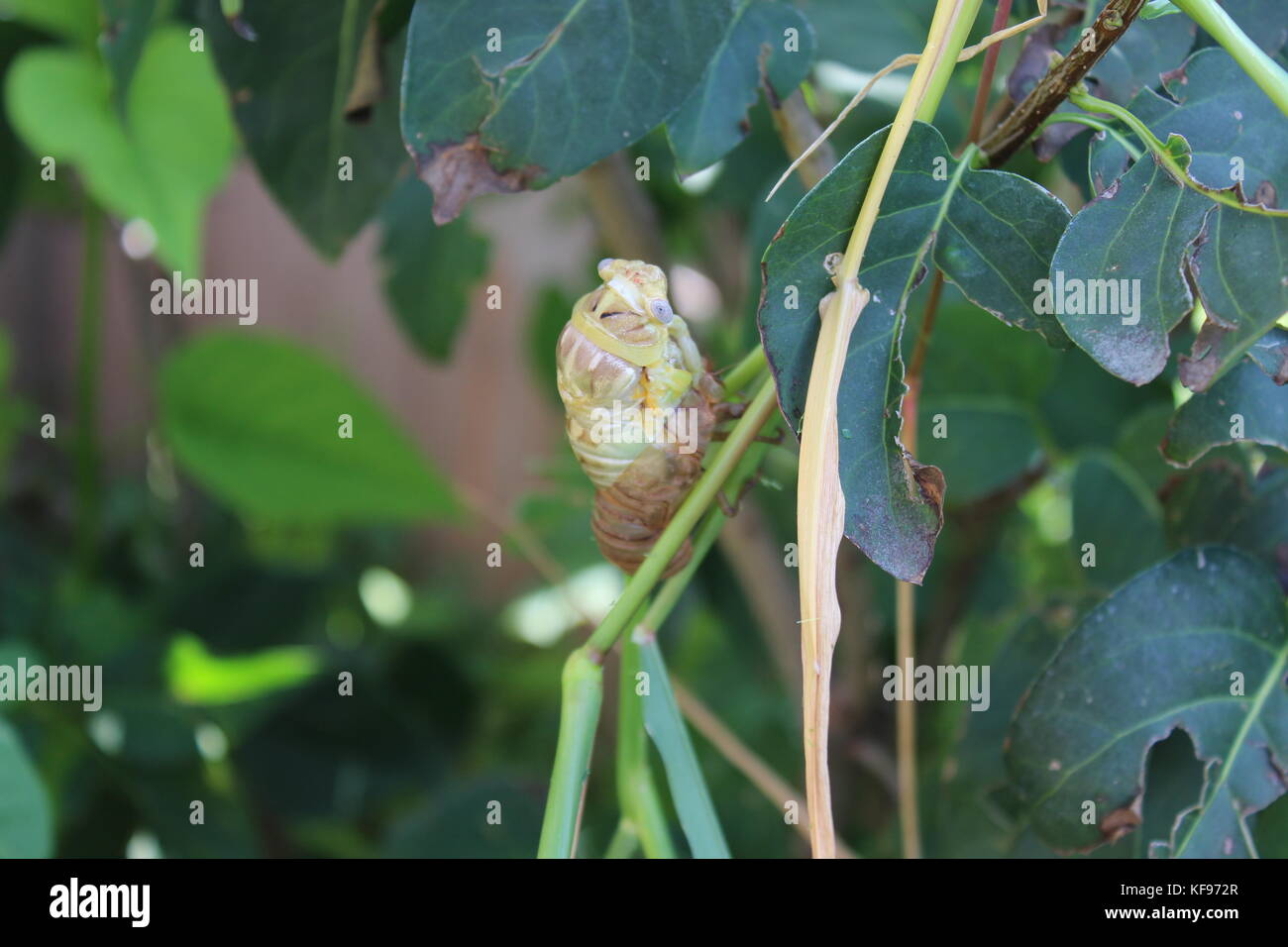 Locust shell hi-res stock photography and images - Alamy