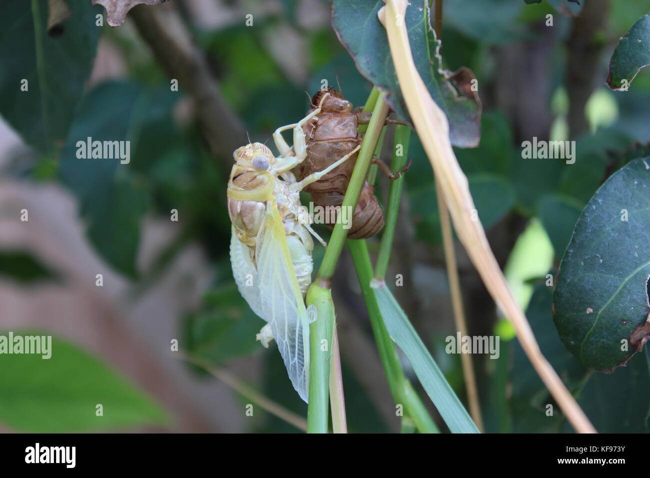Insect with 8 legs hi-res stock photography and images - Alamy