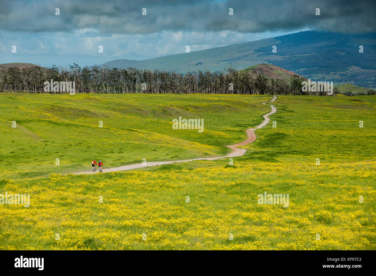 USA, Hawaii, The Big Island, journalist Daniel Duane and chef Seamus ...