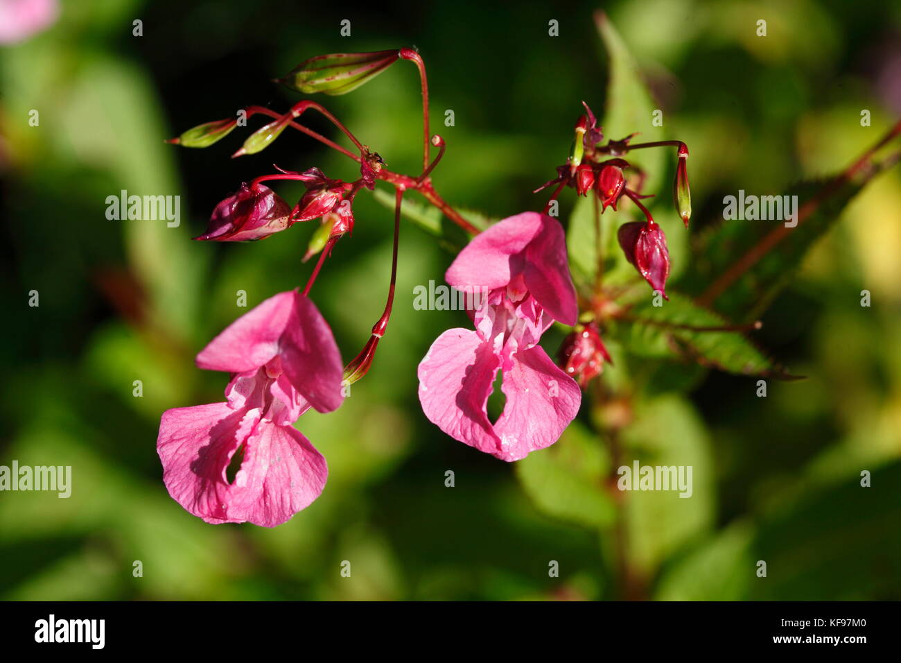 violet Himalayan Balsam (Impatiens glandulifera), neophyte blossom ...