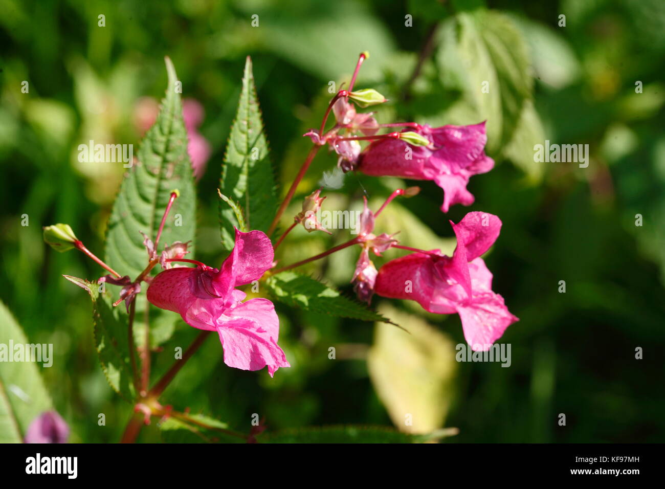 Violet himalayan balsam impatiens hi-res stock photography and images ...