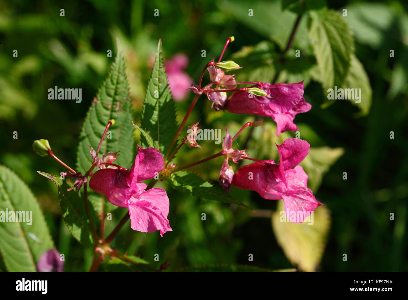 violet Himalayan Balsam (Impatiens glandulifera), neophyte blossom ...