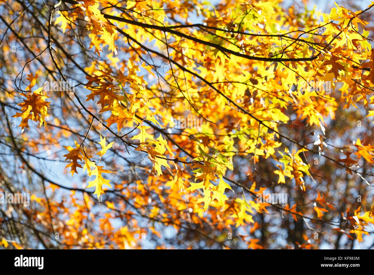 yellow oak leaves on a tree Stock Photo - Alamy
