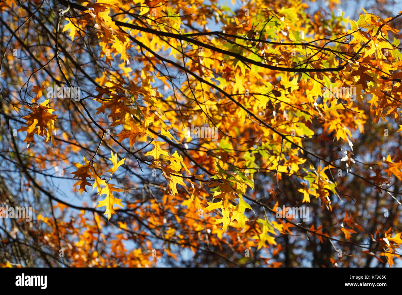 yellow oak leaves on a tree Stock Photo - Alamy