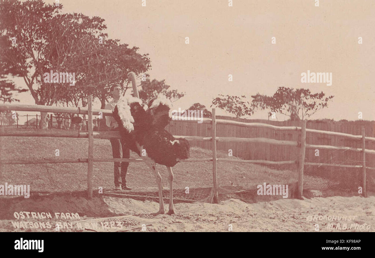 796972 Ostrich Farm Watsons Bay NSW Stock Photo - Alamy