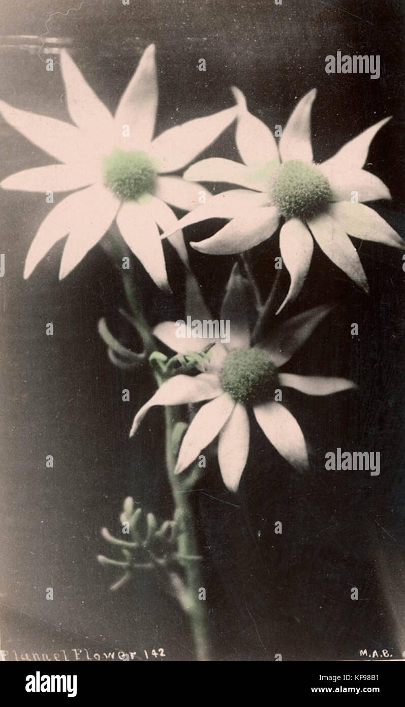 Flannel flower hi-res stock photography and images - Alamy